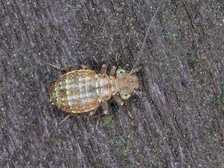 Trogiidae – Zakamarnikowate | Insektarium