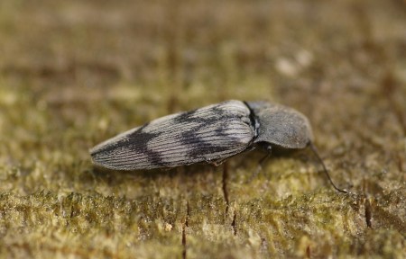 Diacanthous undulatus | Insektarium