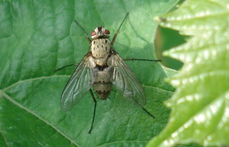 Dexia rustica | Insektarium