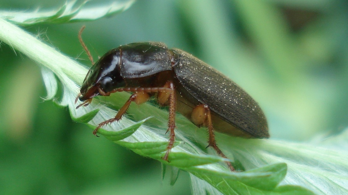 H.rufipes | Insektarium