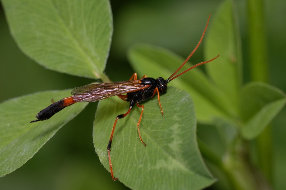 Therion circumflexum | Insektarium
