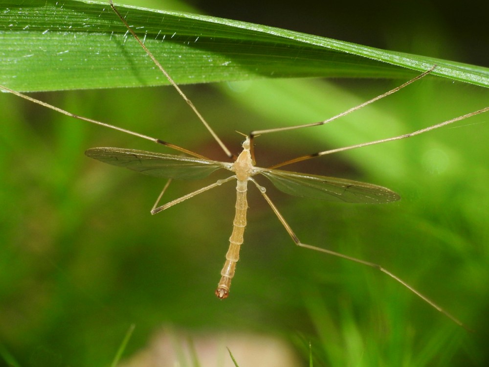 Pedicia straminea | Insektarium