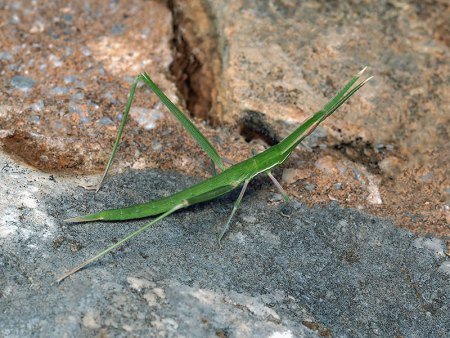 Acrida turrita – Nosal afrykański | Insektarium