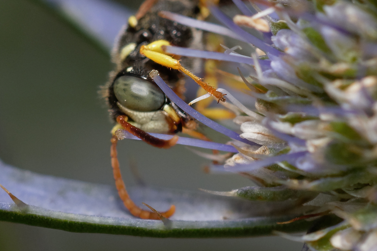 C_interrupta_m | Insektarium