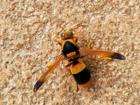 Abispa ephippium | Insektarium