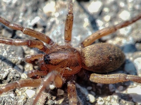 Liocranidae – Obniżowate | Insektarium