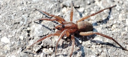 Agroeca brunnea – Knapiatek brązowy | Insektarium