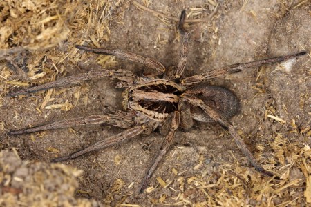 Hogna radiata | Insektarium