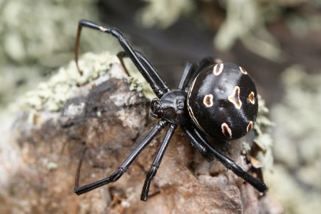 Latrodectus tredecimguttatus – Karakurt trzynastokropki | Insektarium