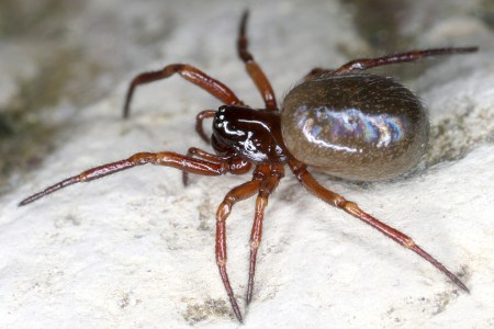 Robertus lividus | Insektarium