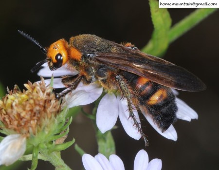 Scolia clypeata – Smukwa żółtogłowa | Insektarium