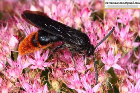 Scolia sinensis – Smukwa chińska | Insektarium