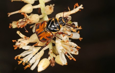 Trigonopeltastes delta | Insektarium