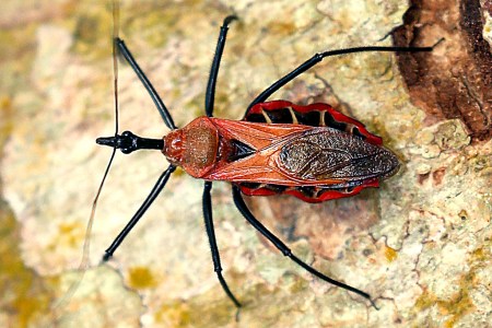 Sycanus falleni | Insektarium