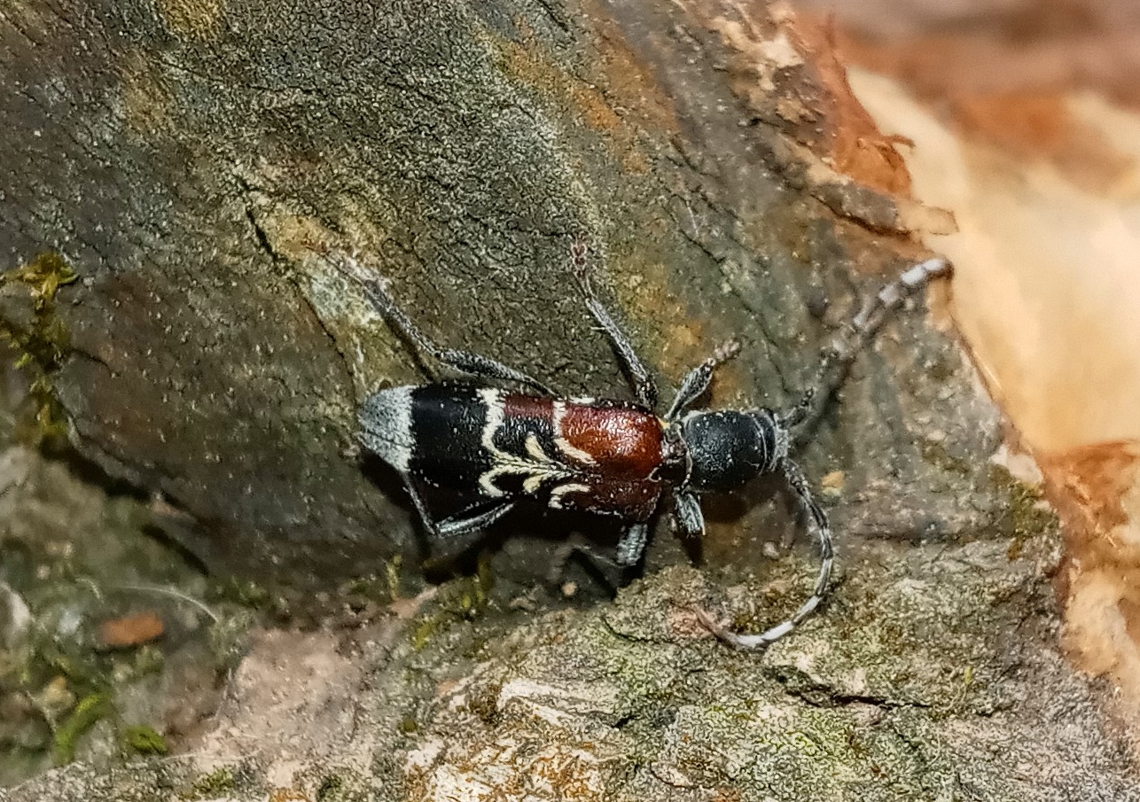 A mysticus | Insektarium