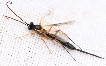 Apophua bipunctoria | Insektarium