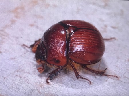 Bolbelasmus unicornis – Truflowiec jednorożek | Insektarium