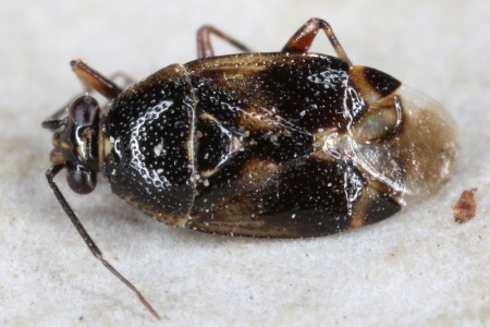 Deraeocoris punctulatus – Błyszczek ciemnogłowy | Insektarium