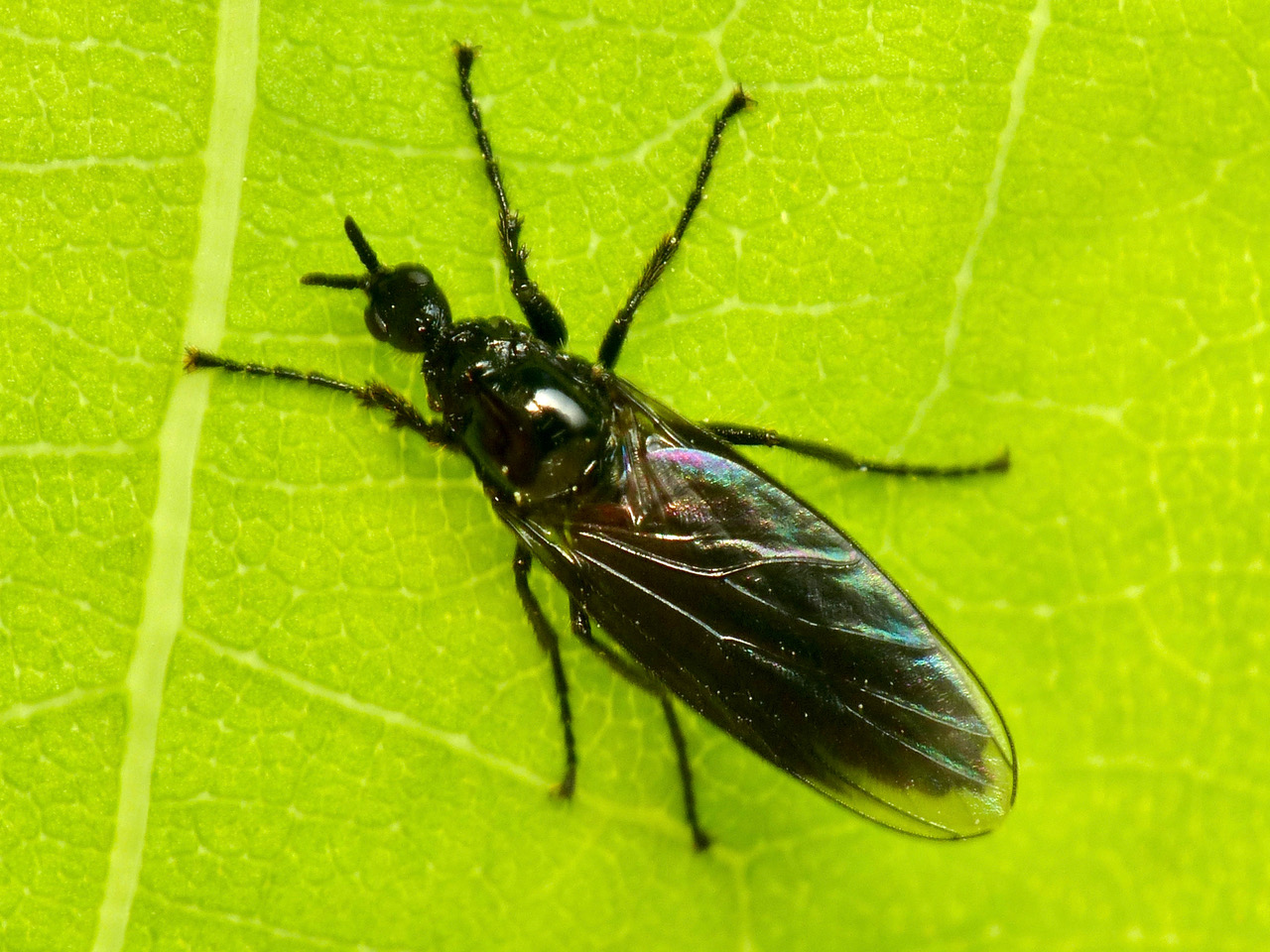Dilophus. | Insektarium