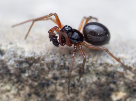 Erigone atra – Plądrak czarny | Insektarium