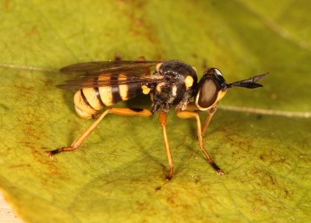 Leopoldius signatus – Wigornik ornamentowy | Insektarium