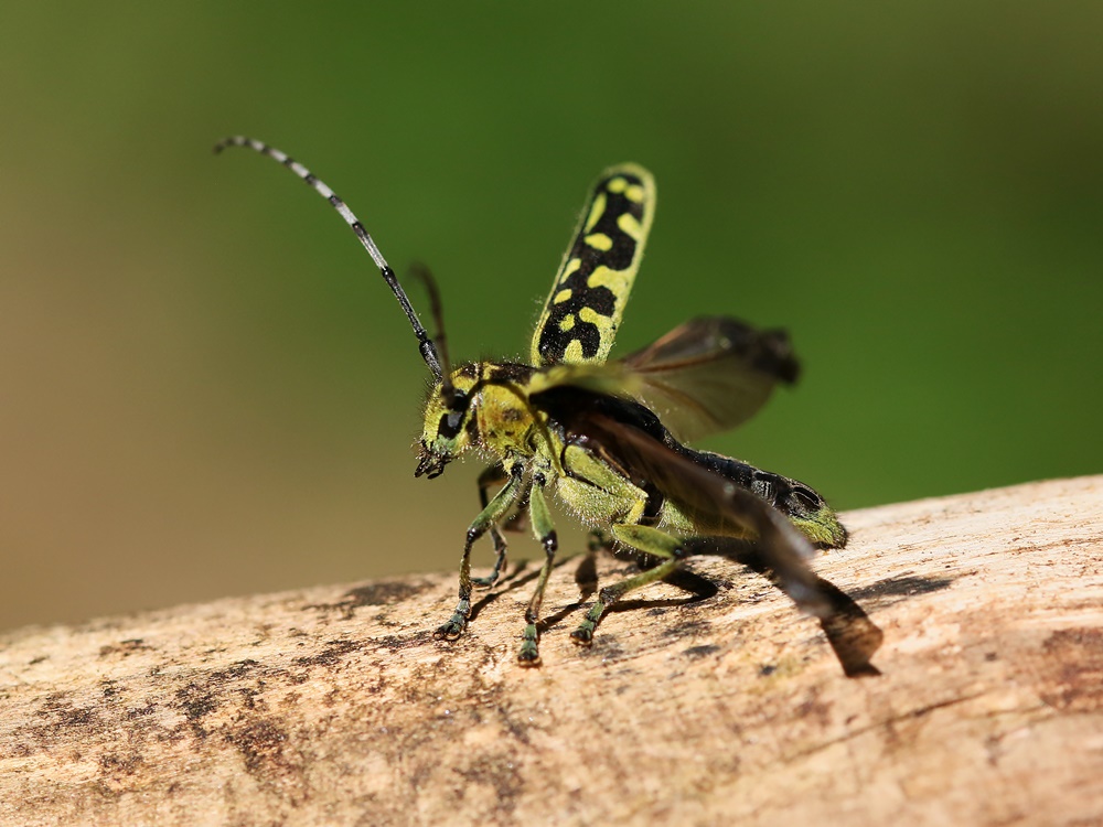 Saperda | Insektarium