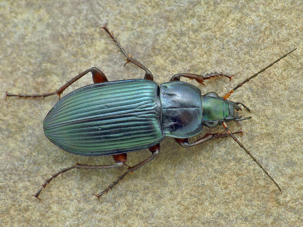 Poecilus cupreus – Drogoń połyskliwy | Insektarium