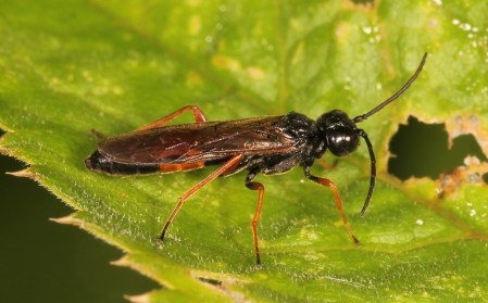Allantus calceatus – Psowacz błotniak | Insektarium