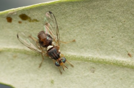 Bactrocera oleae – Gajóweczka oliwkowa | Insektarium