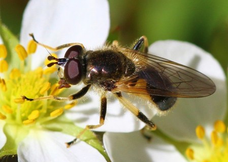 Blera badia – Elli kukiełkowate | Insektarium