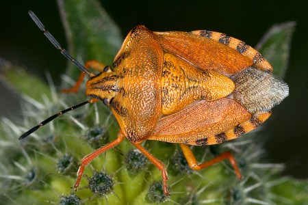 Carpocoris pudicus – Borczyniec purpurowy | Insektarium