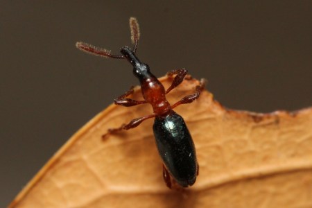 Cylas formicarius – Batatek mróweczka | Insektarium
