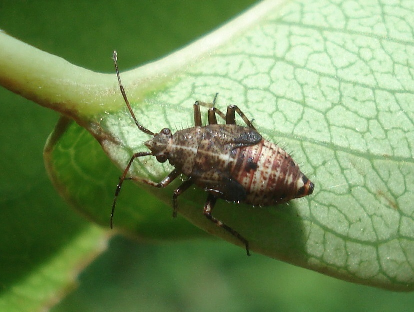 D flavilinea | Insektarium