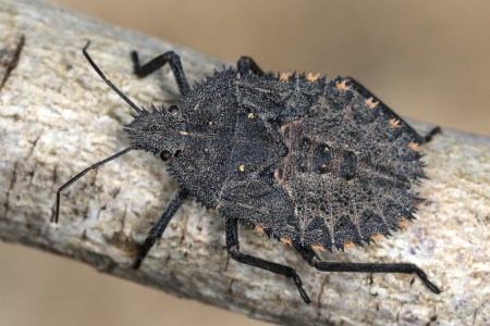 Mustha spinosula | Insektarium