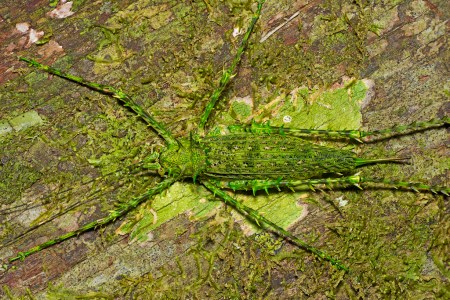 Phricta aberrans – Maskara ciernica | Insektarium