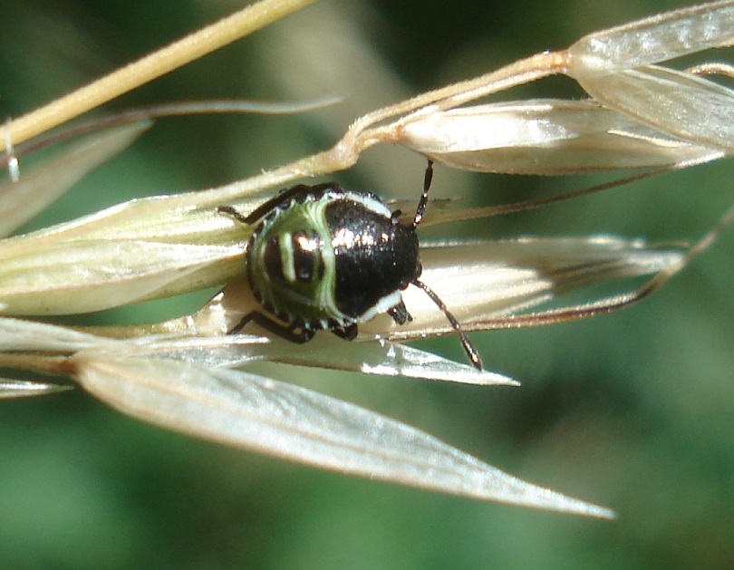 P.prasina 2nd stage nymph | Insektarium