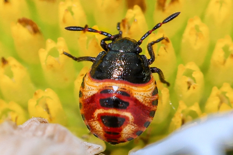 Peribalus | Insektarium