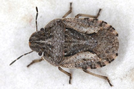 Sciocoris distinctus – Niklik klinoplamek | Insektarium