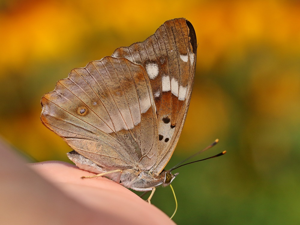 Apatura | Insektarium