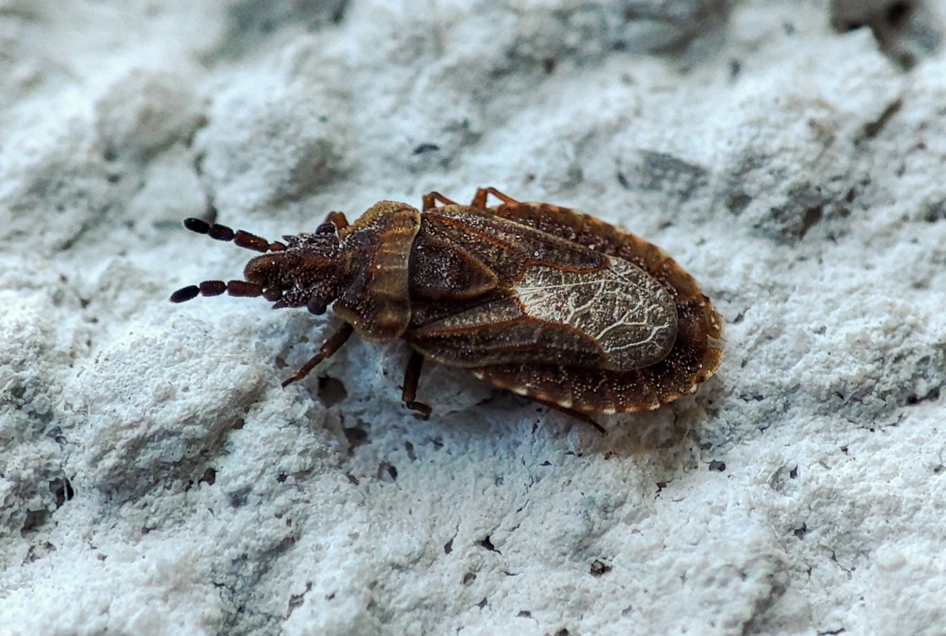 Aradus. | Insektarium