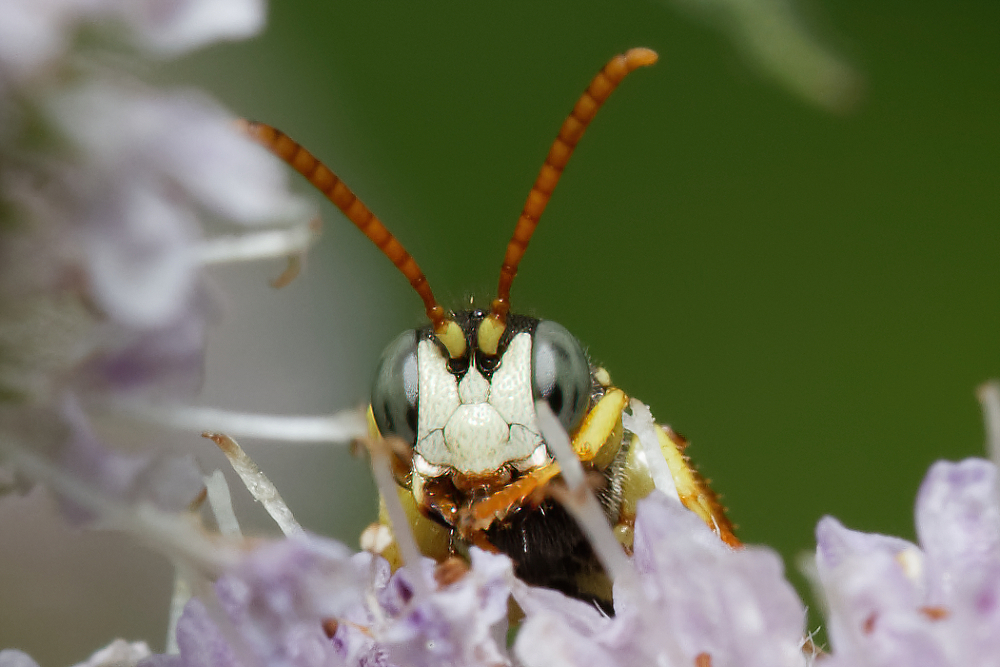 Cerceris interrupta – Osmyk krótkowłosy | Insektarium