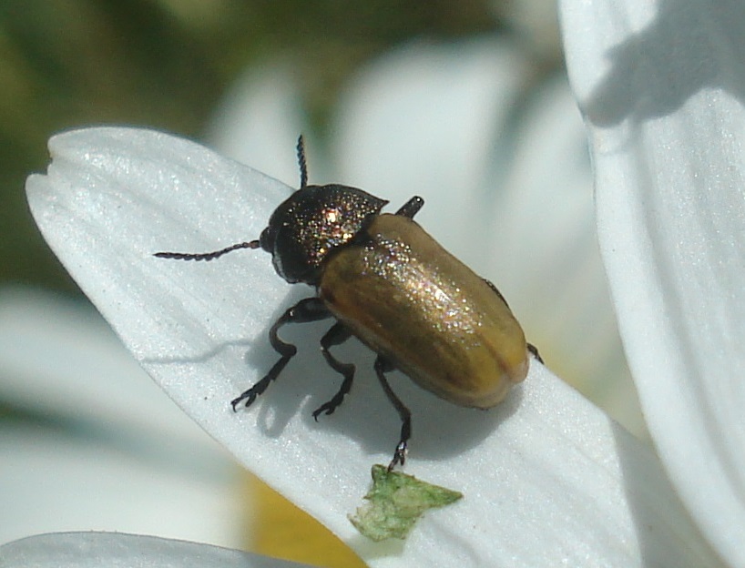 Labidostomis longimana | Insektarium