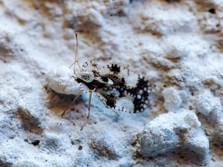 Stephanitis pyri – Prześwietlik gruszowiec | Insektarium