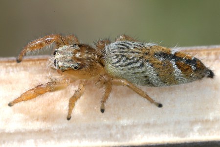 Thyene phragmatigrada | Insektarium