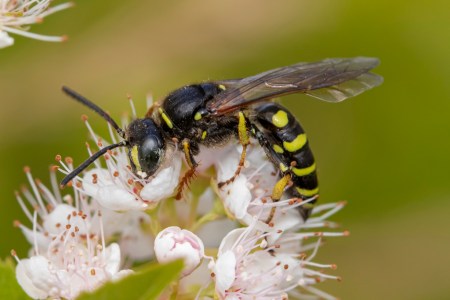 Crabronidae i Sphecidae – Świat | Insektarium