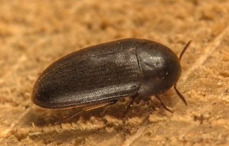 Tetratomidae | Insektarium