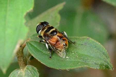 Phytomia errans | Insektarium