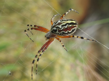 Araneidae – Świat | Insektarium