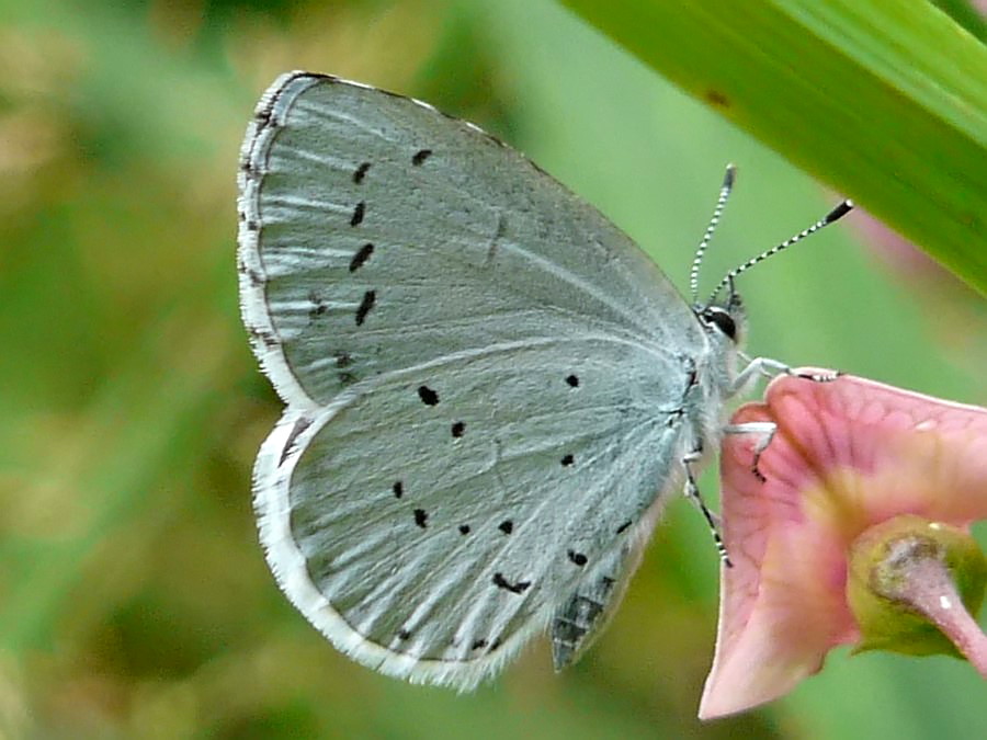 Celastrina argiolus | Insektarium