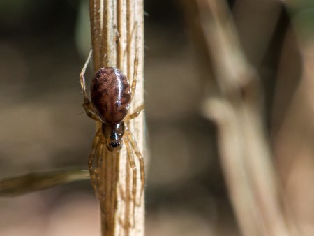 Neriene clathrata – Snówek brązowy | Insektarium